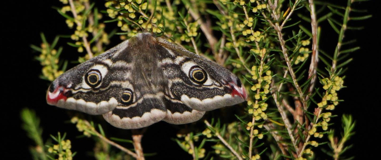 Borboletas de Portugal · iNaturalist NZ