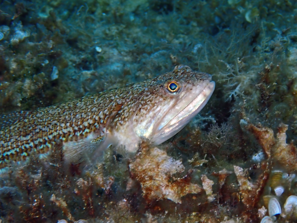 Fish in the Western Balkans · iNaturalist