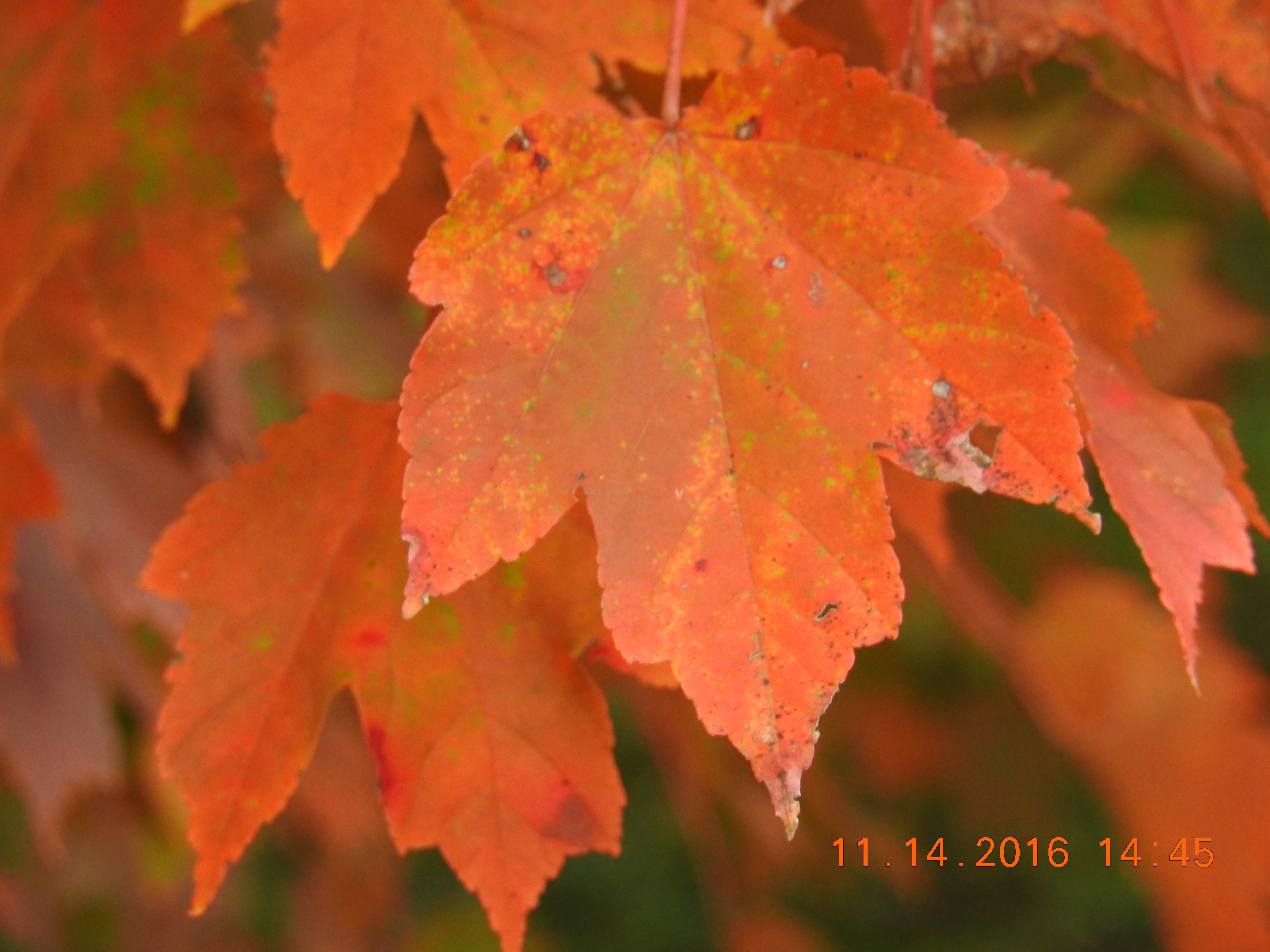 DC Trees · iNaturalist Mexico