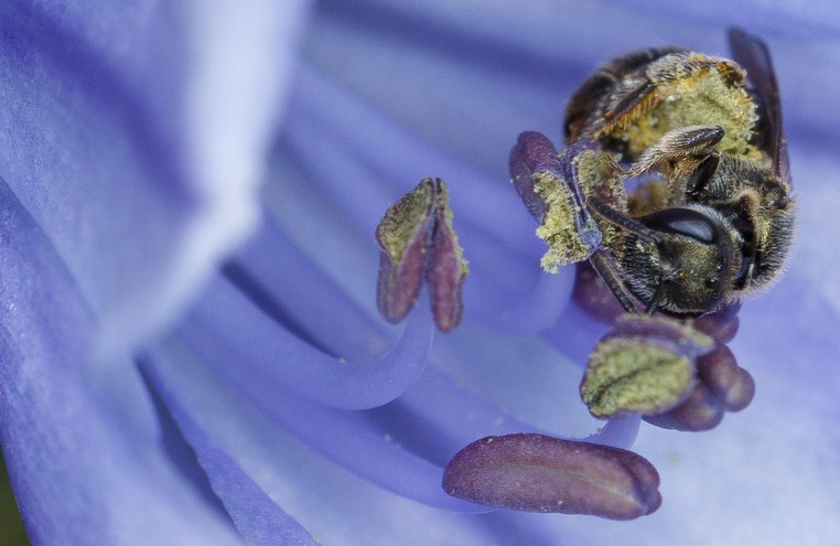 Pollination Ecology · BioDiversity4All