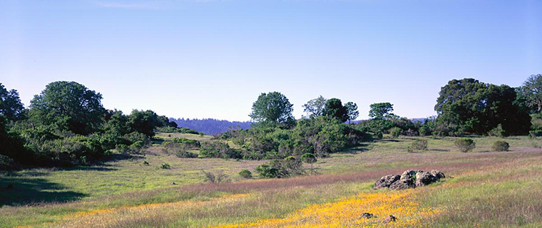 Jasper Ridge Biological Preserve · BioDiversity4All
