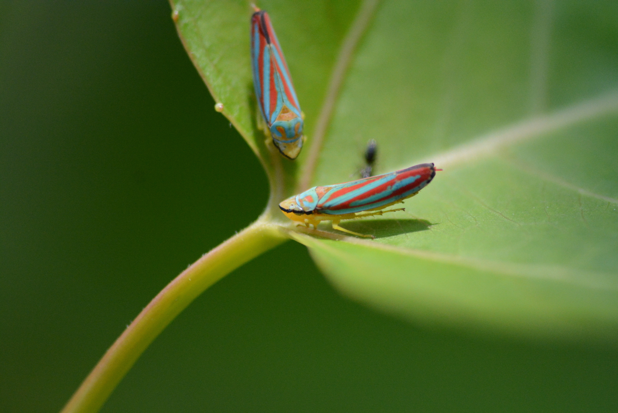 Brookfield Backyard Bioblitz · iNaturalist Canada