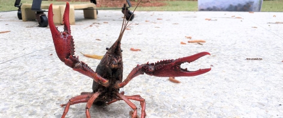 Great Lakes Crayfish · iNaturalist
