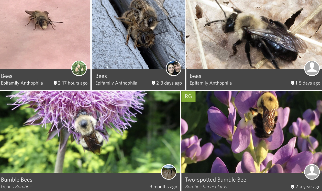 West Virginia Bee Atlas · iNaturalist Ecuador