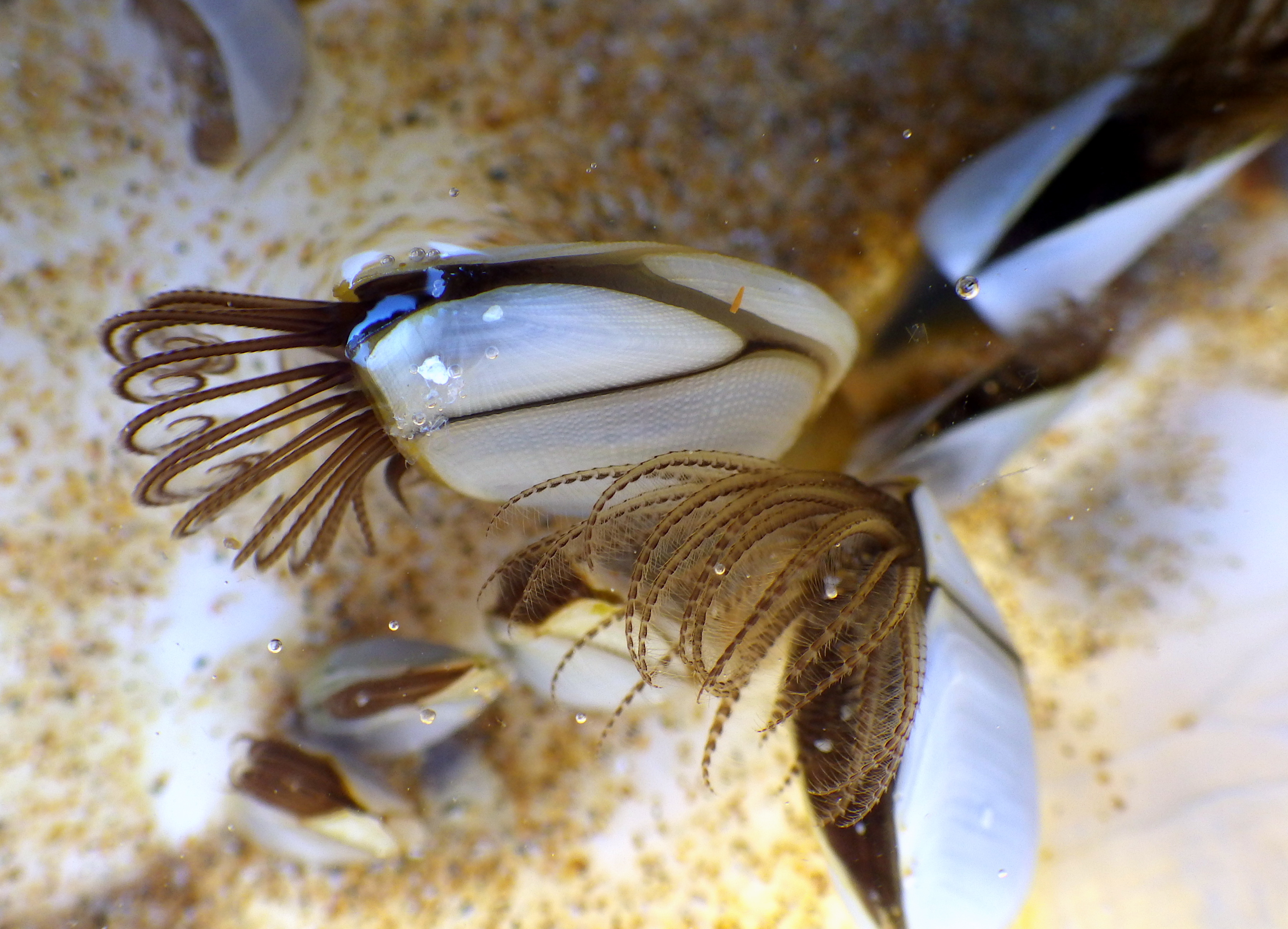 The Barnacles (Cirripedia) of South Australia · iNaturalist Australia