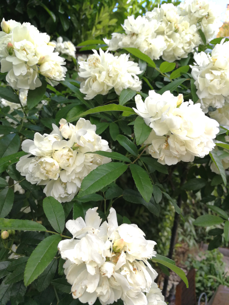 Plantes de mon jardin · iNaturalist Canada