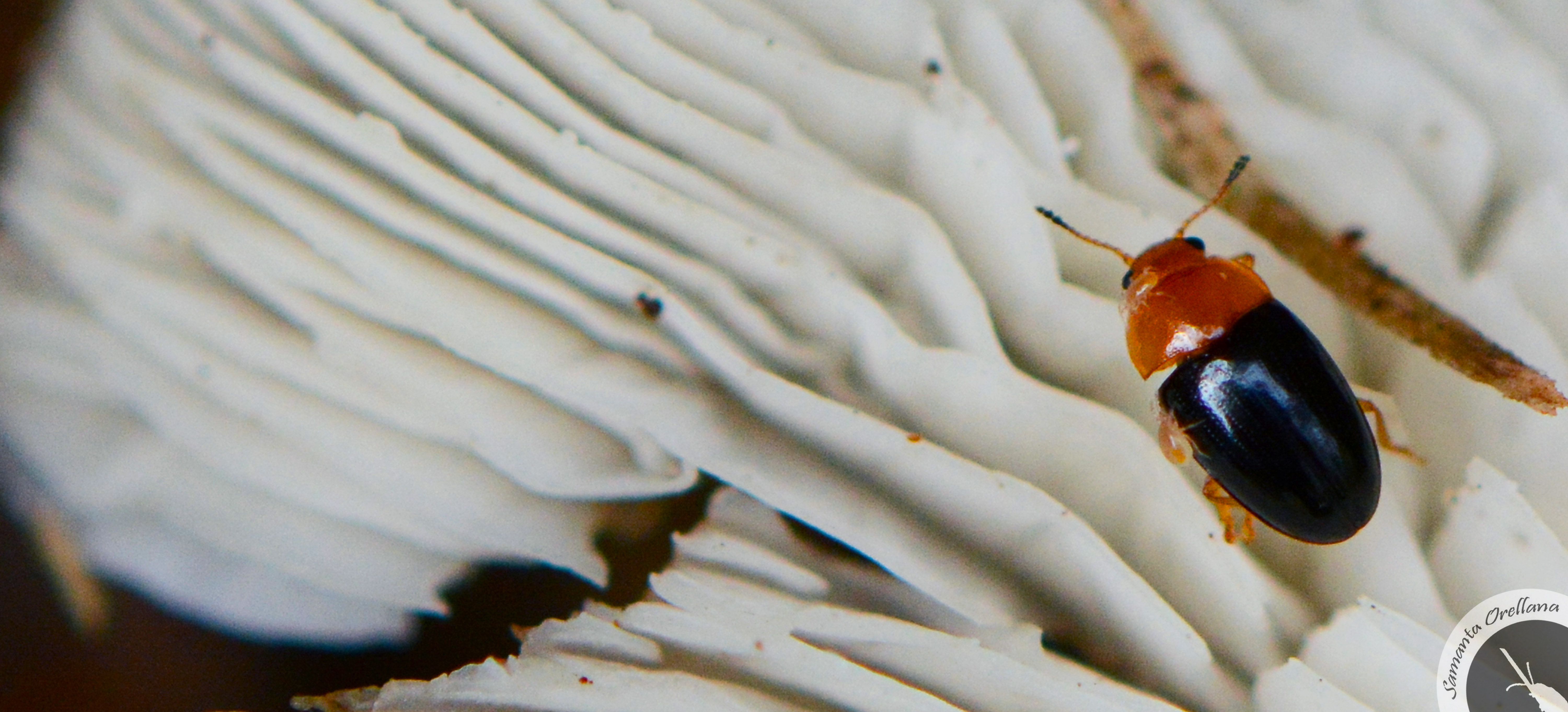 Coleoptera de Guatemala · iNaturalist NZ