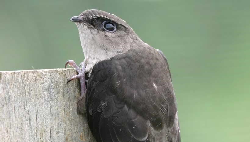 Chimney Swifts and Locating Nesting Spots in Downtown Ottawa ...