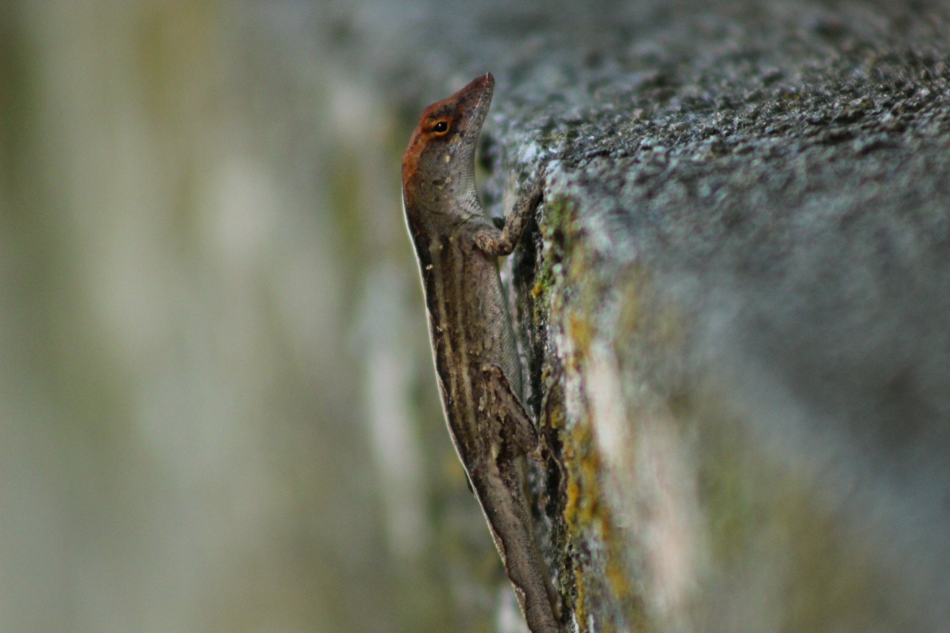 Introduced Herpetofauna of Hawaii · iNaturalist