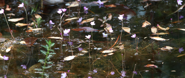 Mississippi Natural Heritage Tracked Plants · BioDiversity4All