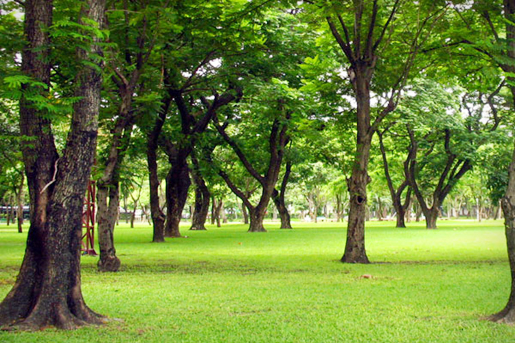 Tree-Mapping in Bangkok · iNaturalist NZ