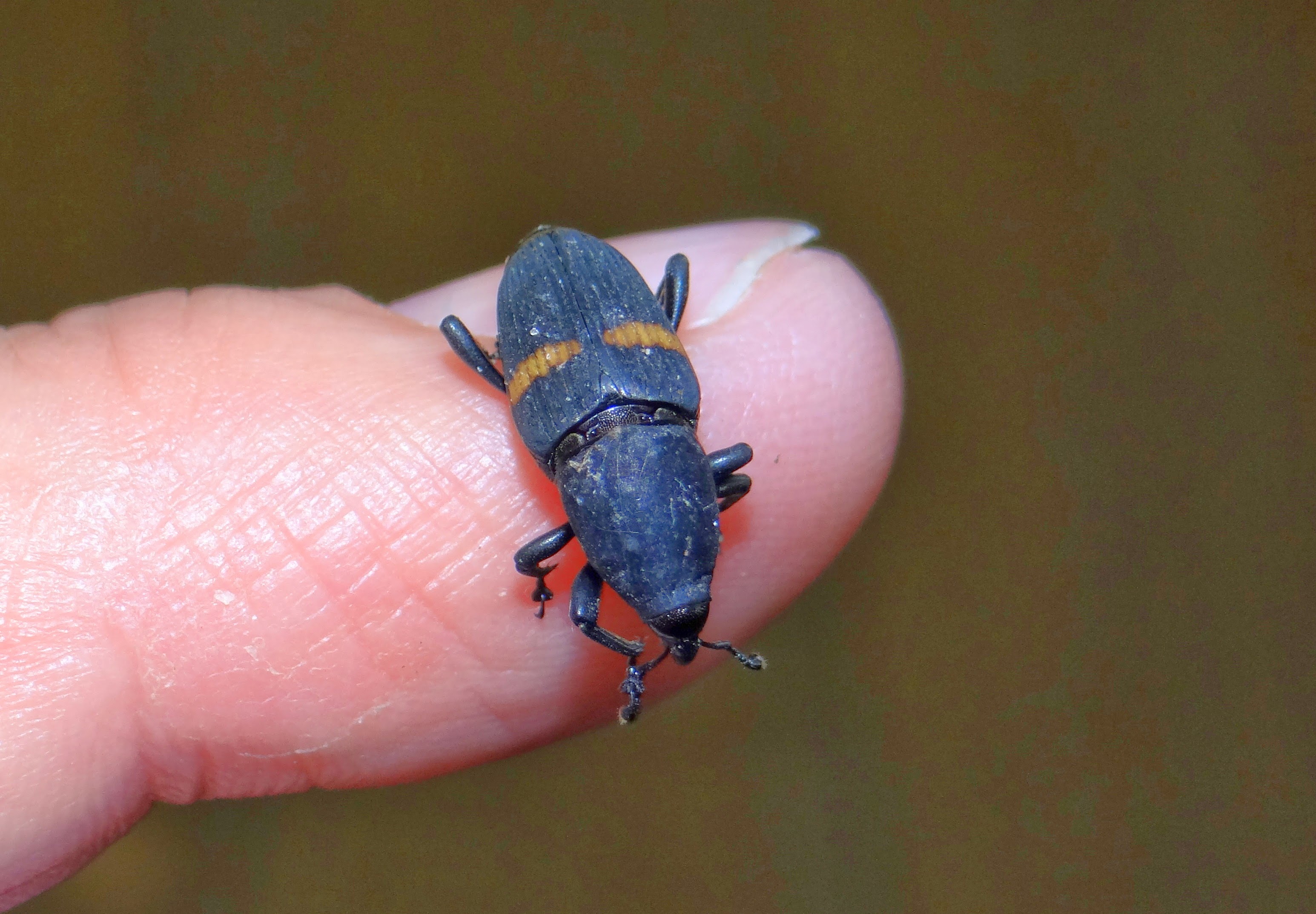 Mexican Bromeliad Weevil (Metamasius callizona) · iNaturalist