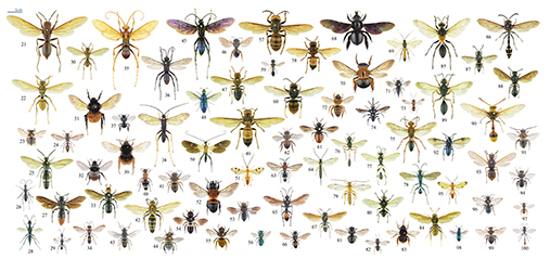 台灣的有螫蜂 (The stinging wasps/bees of Taiwan) · iNaturalist NZ