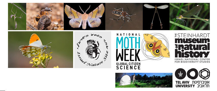 Insects of Israel חרקי ישראל · BioDiversity4All