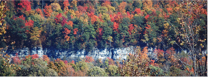 Cornwall Vermont Wildlife Observations · iNaturalist