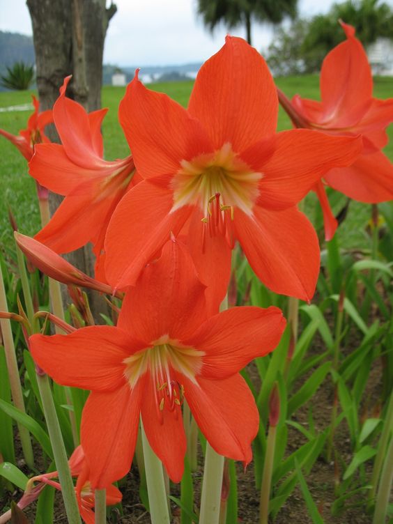 Flora of Timor-Leste · BioDiversity4All