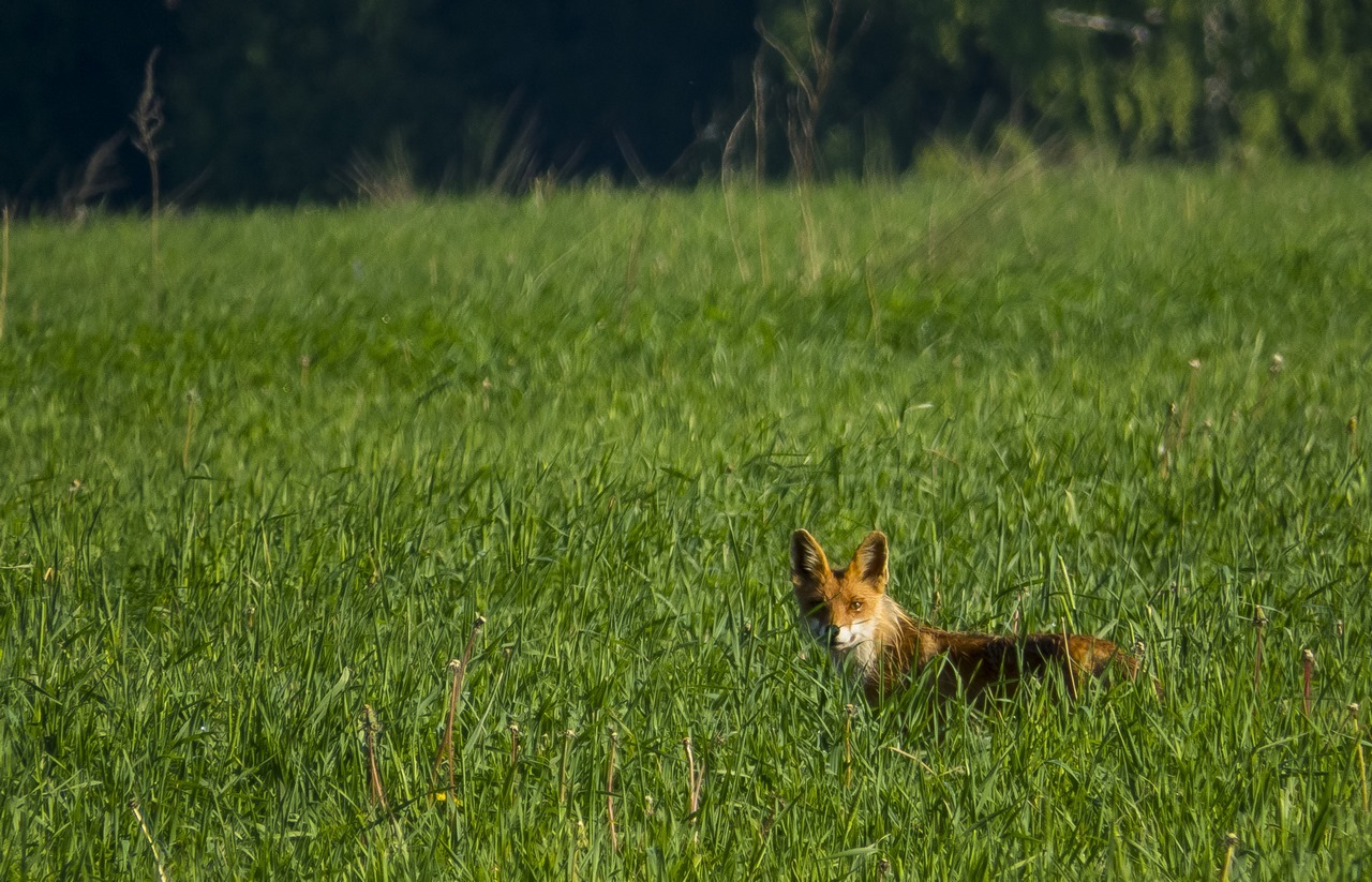 Млекопитающие Кировской области · iNaturalist Canada