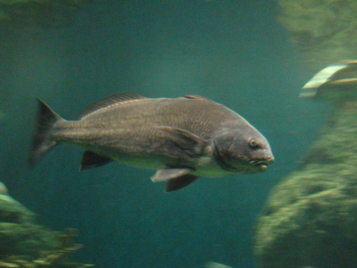 Peces y mamíferos marinos del Tuyu · iNaturalist Chile