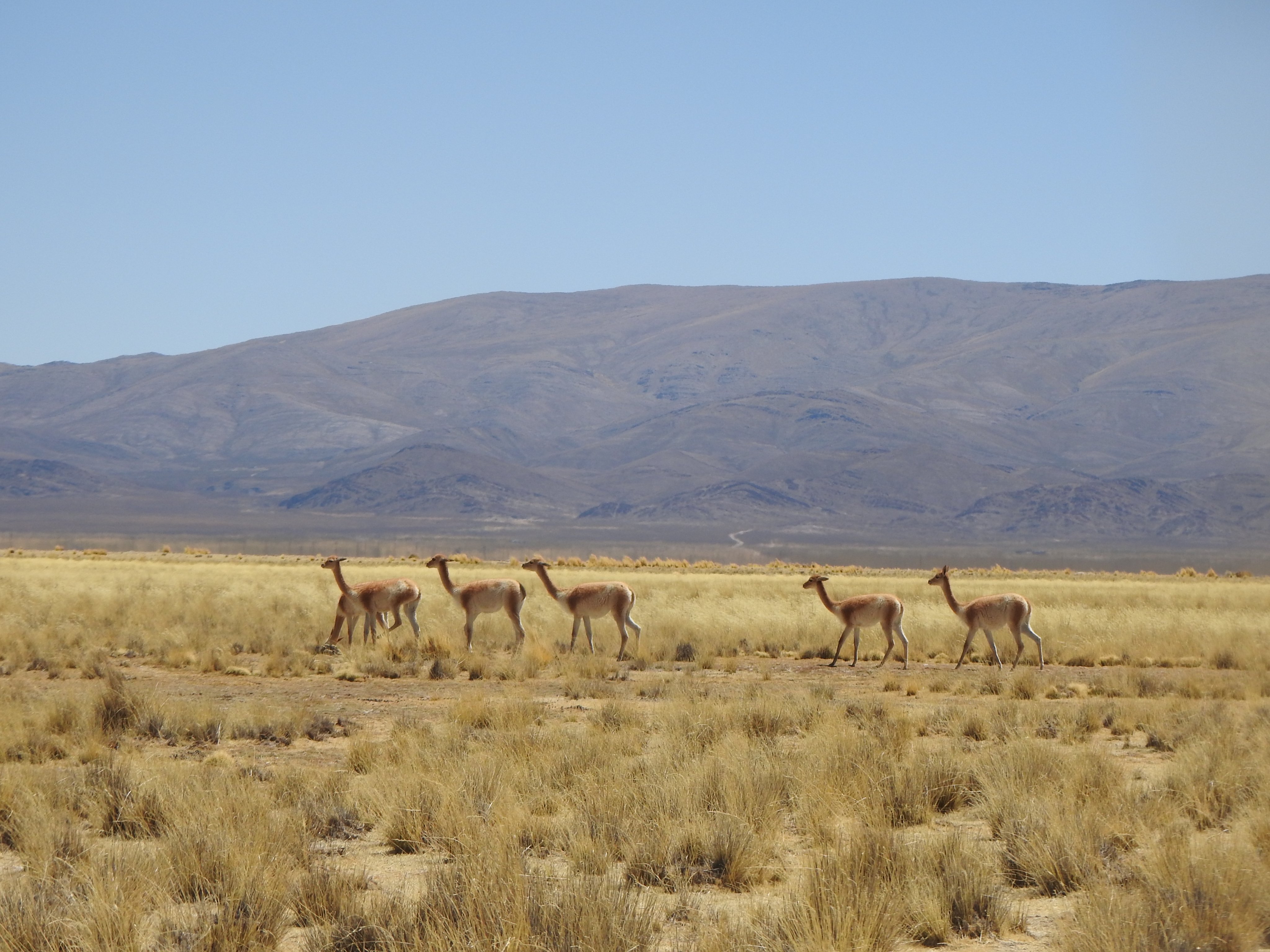 Ecorregión: Puna · BioDiversity4All