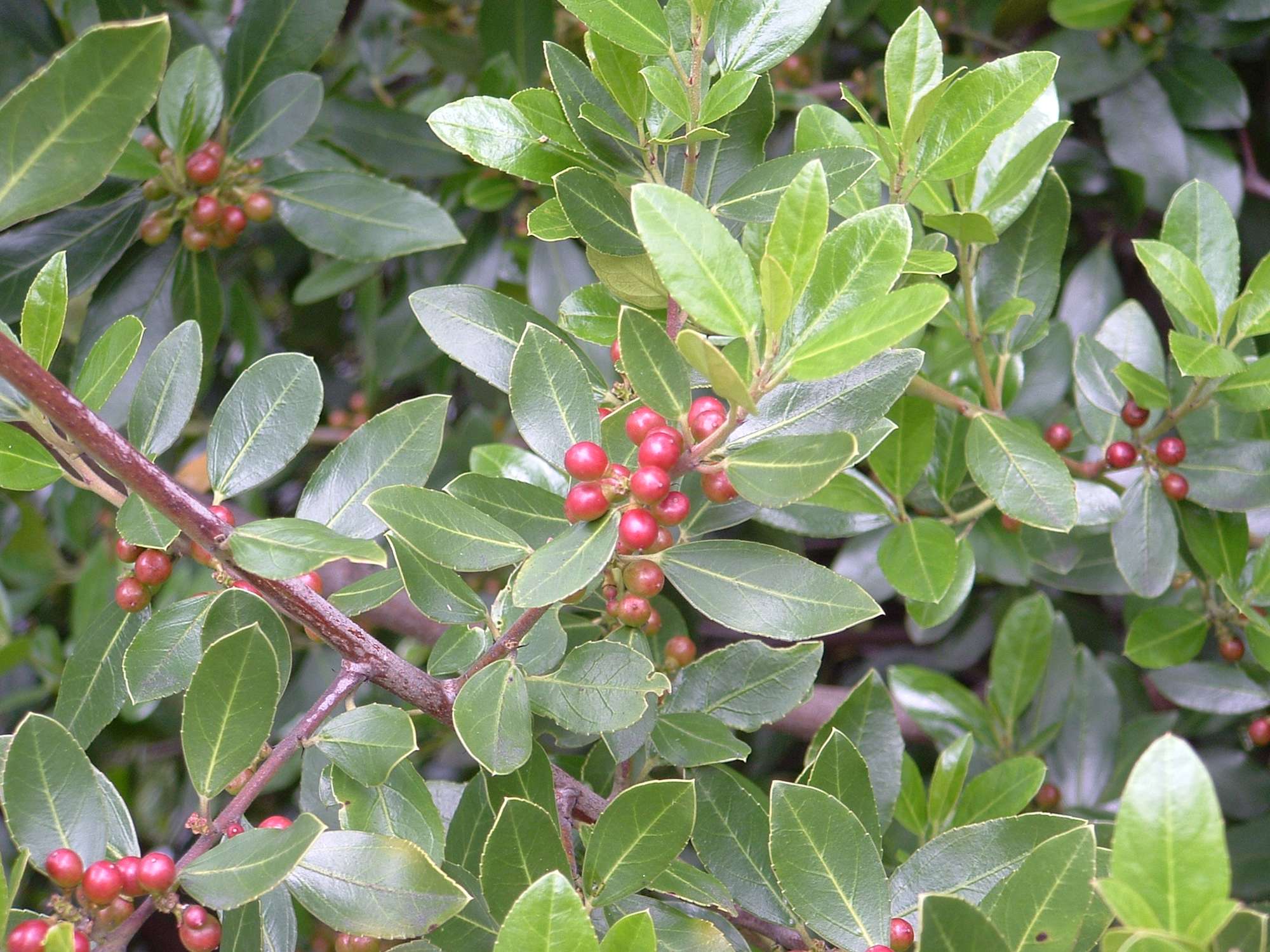 Evergreen Buckthorn Weed of the Month March 2020 · iNaturalist