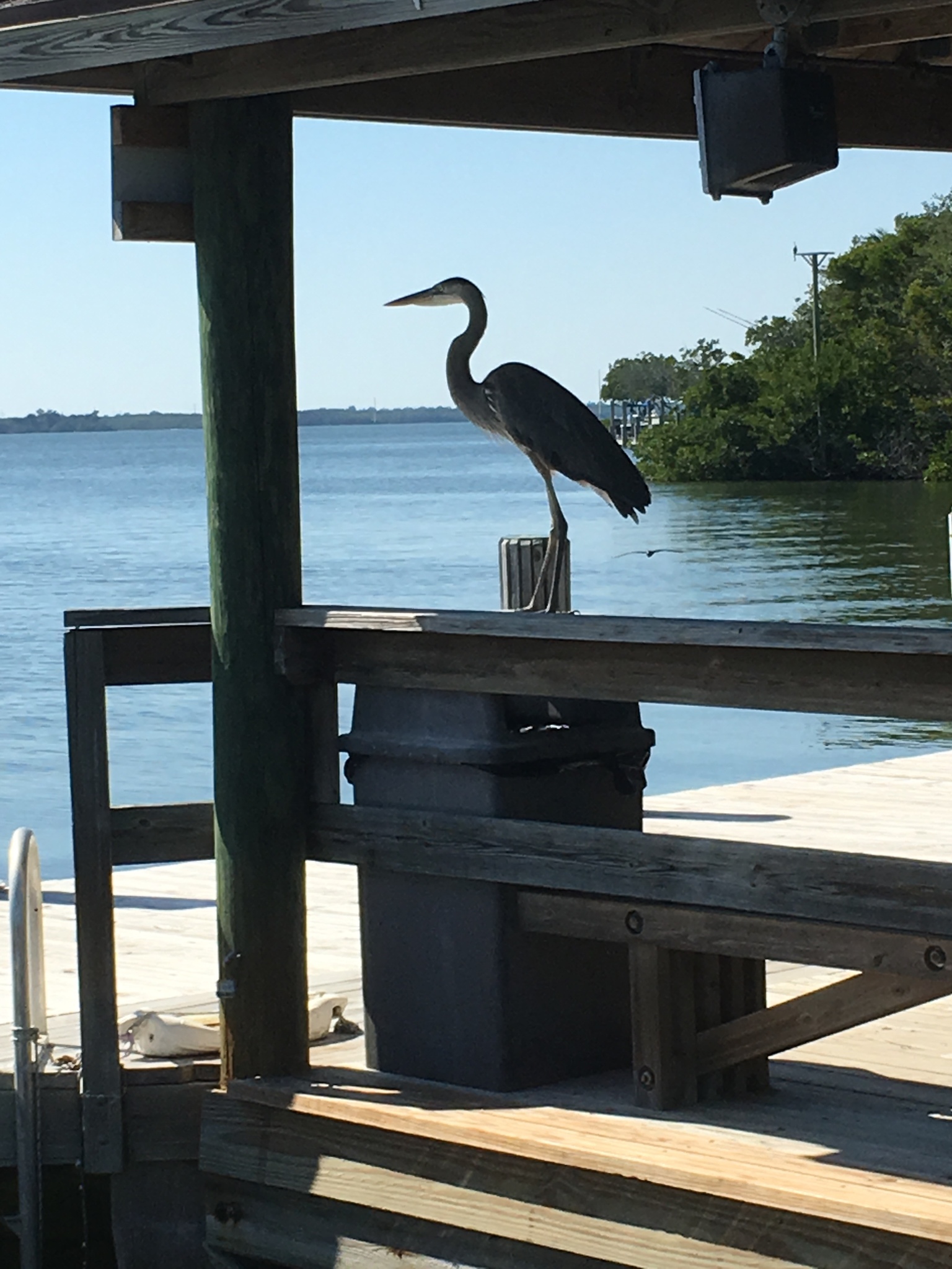 Ecology Exploration Remote Learning Project · iNaturalist