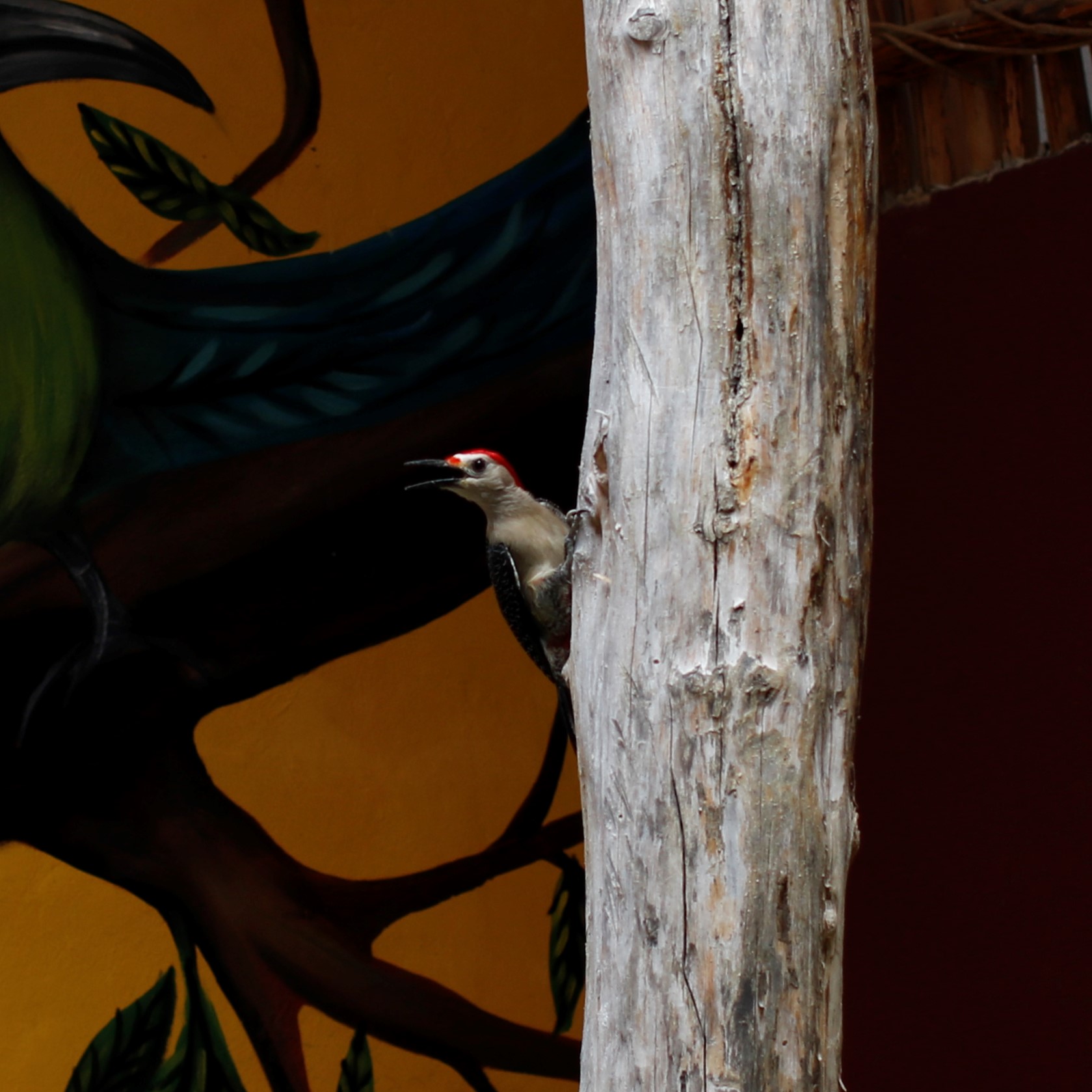 Aves en límite urbano de Zací · iNaturalist Canada