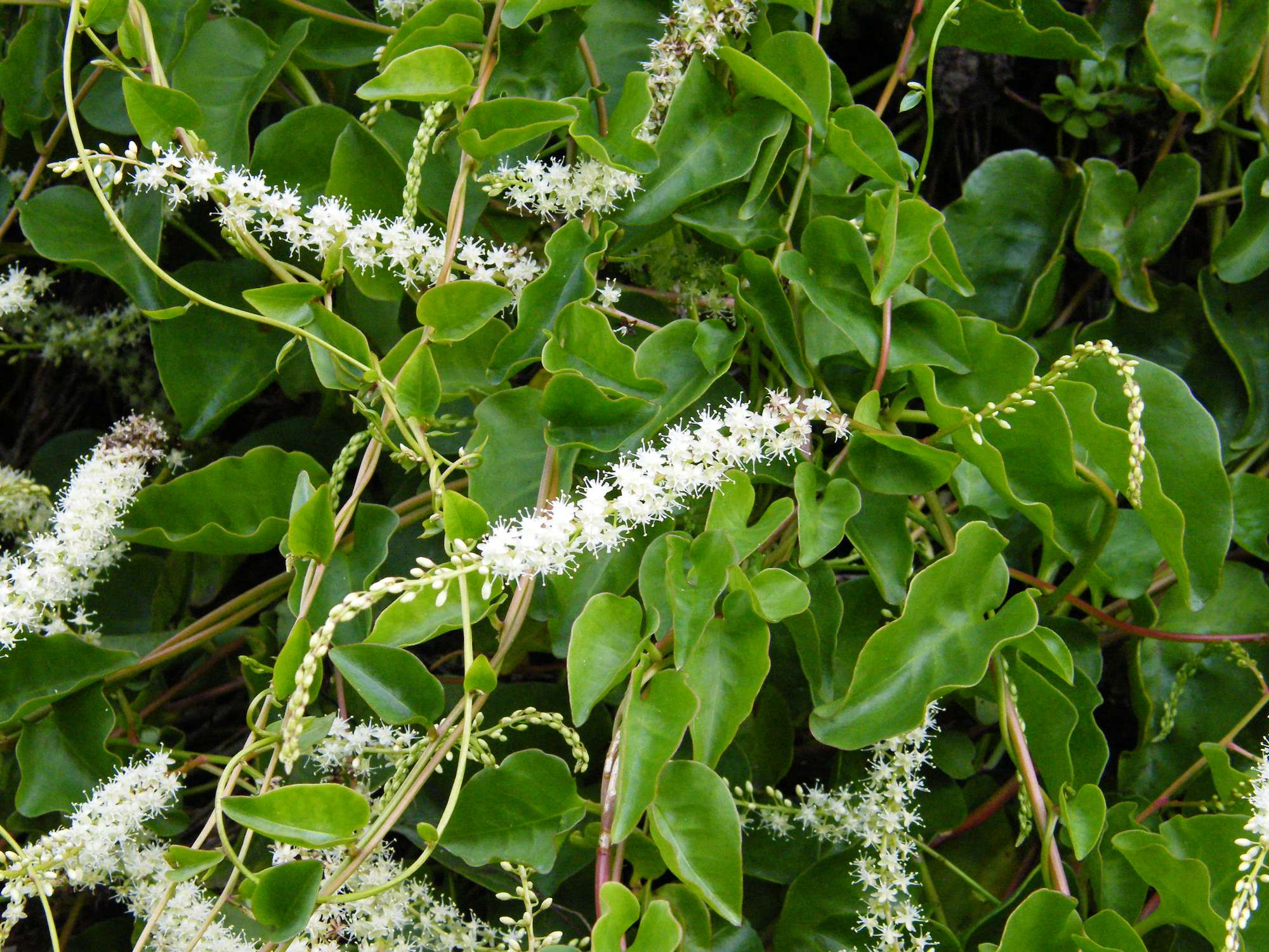 Madeira vine Weed of the Month May 2020 · iNaturalist NZ