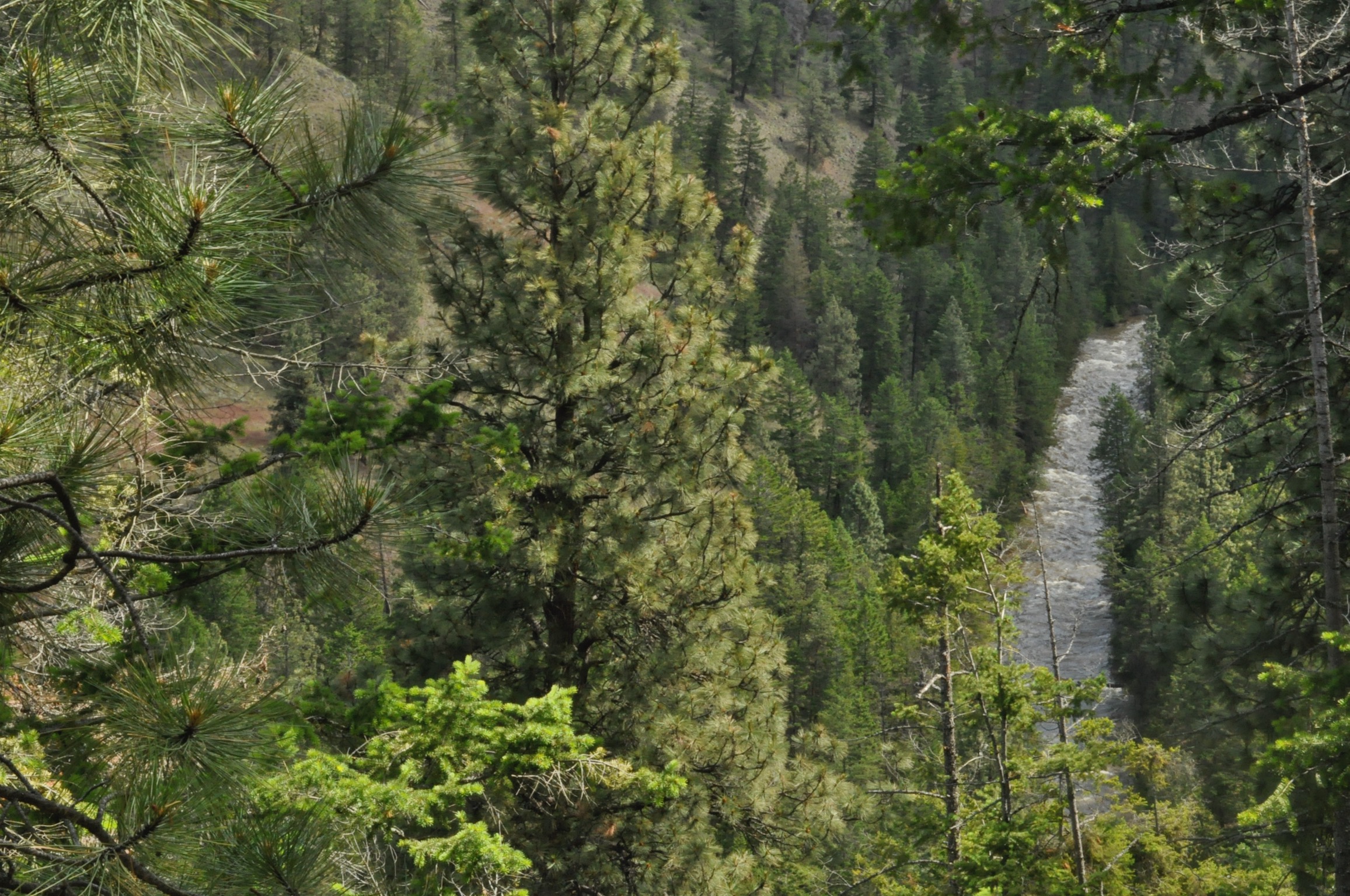 Mission Creek Greenway Biodiversity Project · iNaturalist