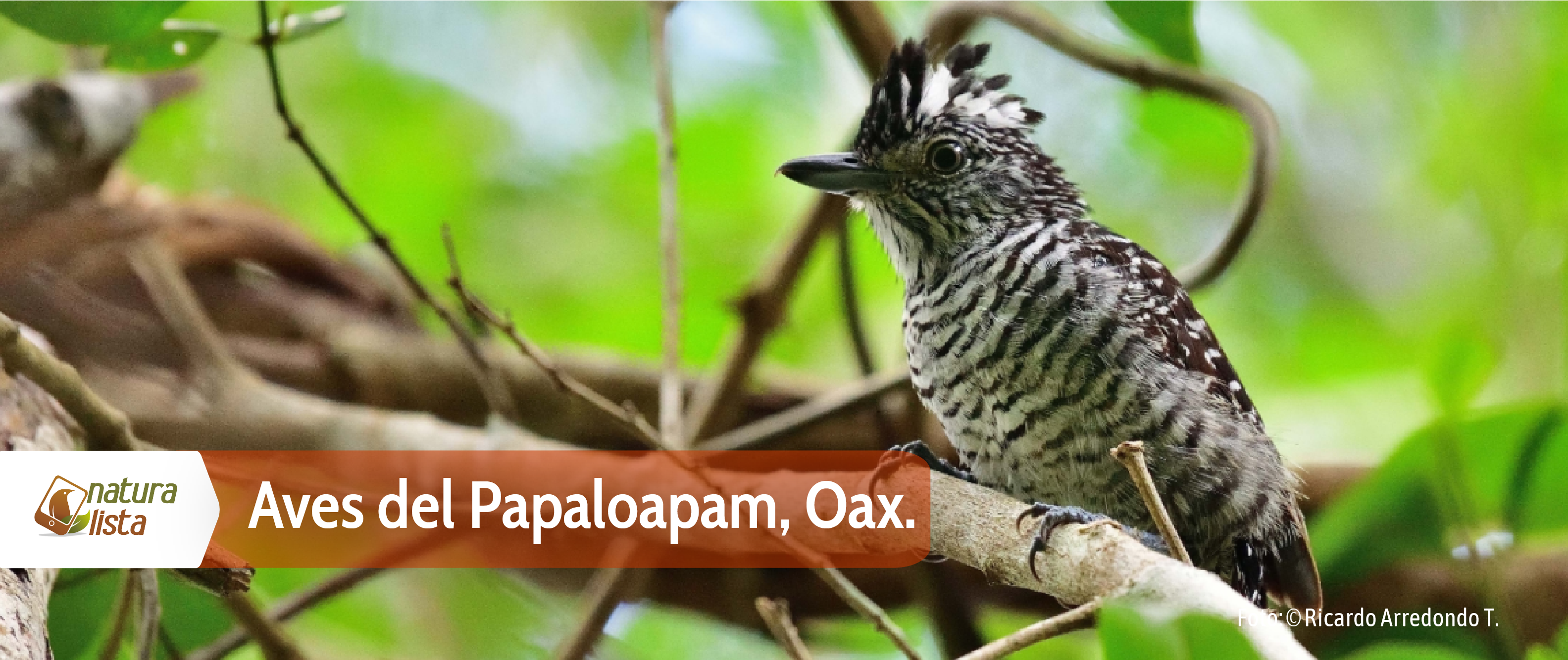 Aves del Papaloapam, Oaxaca · iNaturalist Canada