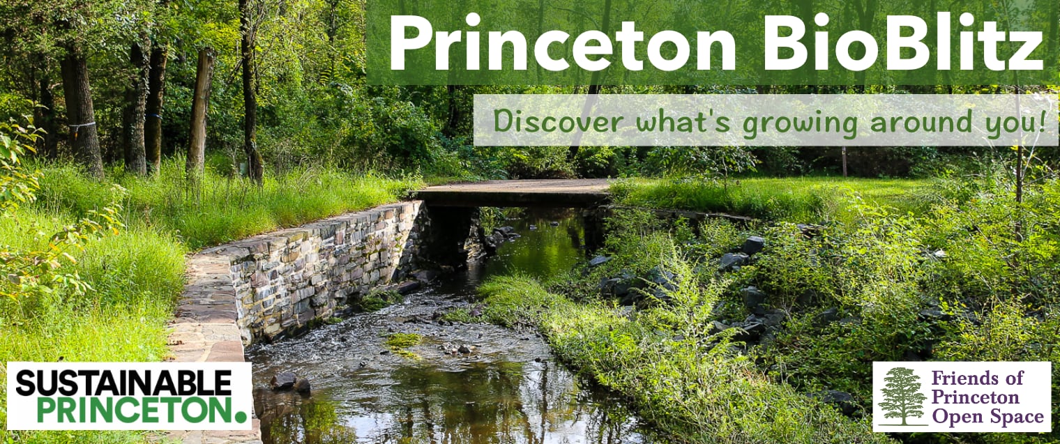 Princeton BioBlitz · iNaturalist