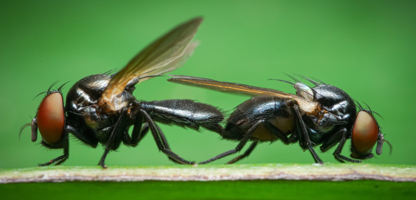 Lance-flies of the World (Lonchaeidae) · iNaturalist