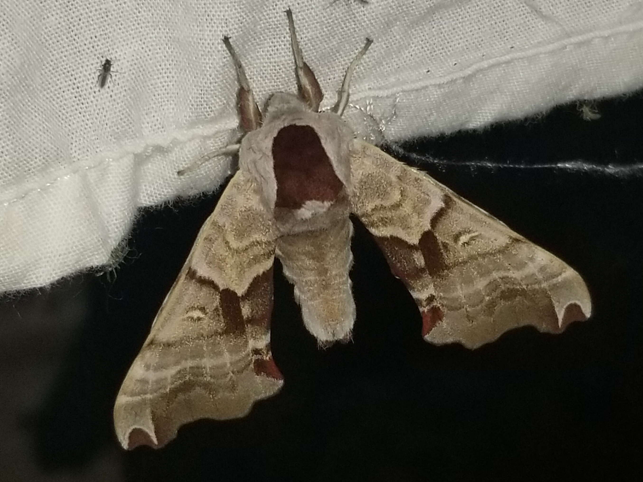Moths of the Algoma District · iNaturalist Canada