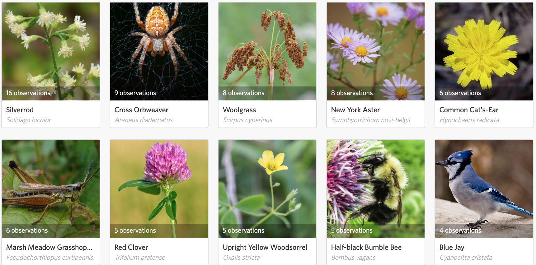 First Annual Kespukwitk Municipal iNaturalist Competition · iNaturalist ...