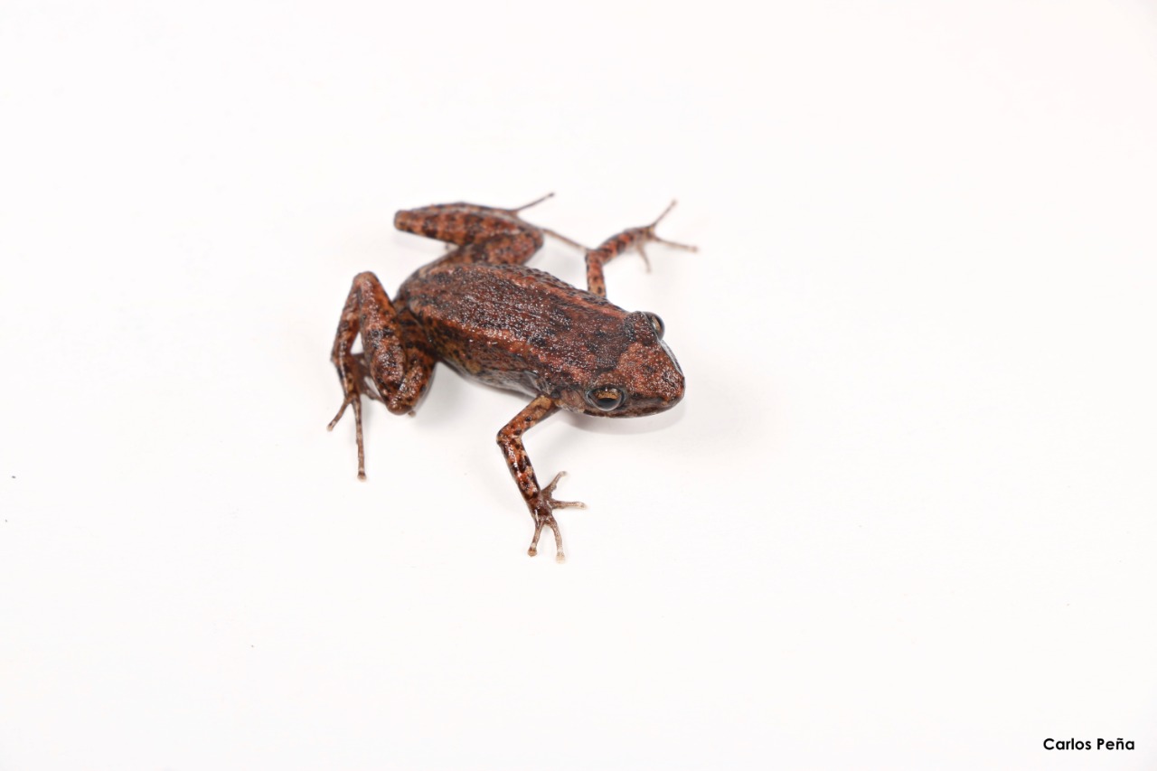 Documentando la ranita de invernadero en El Salvador · iNaturalist NZ