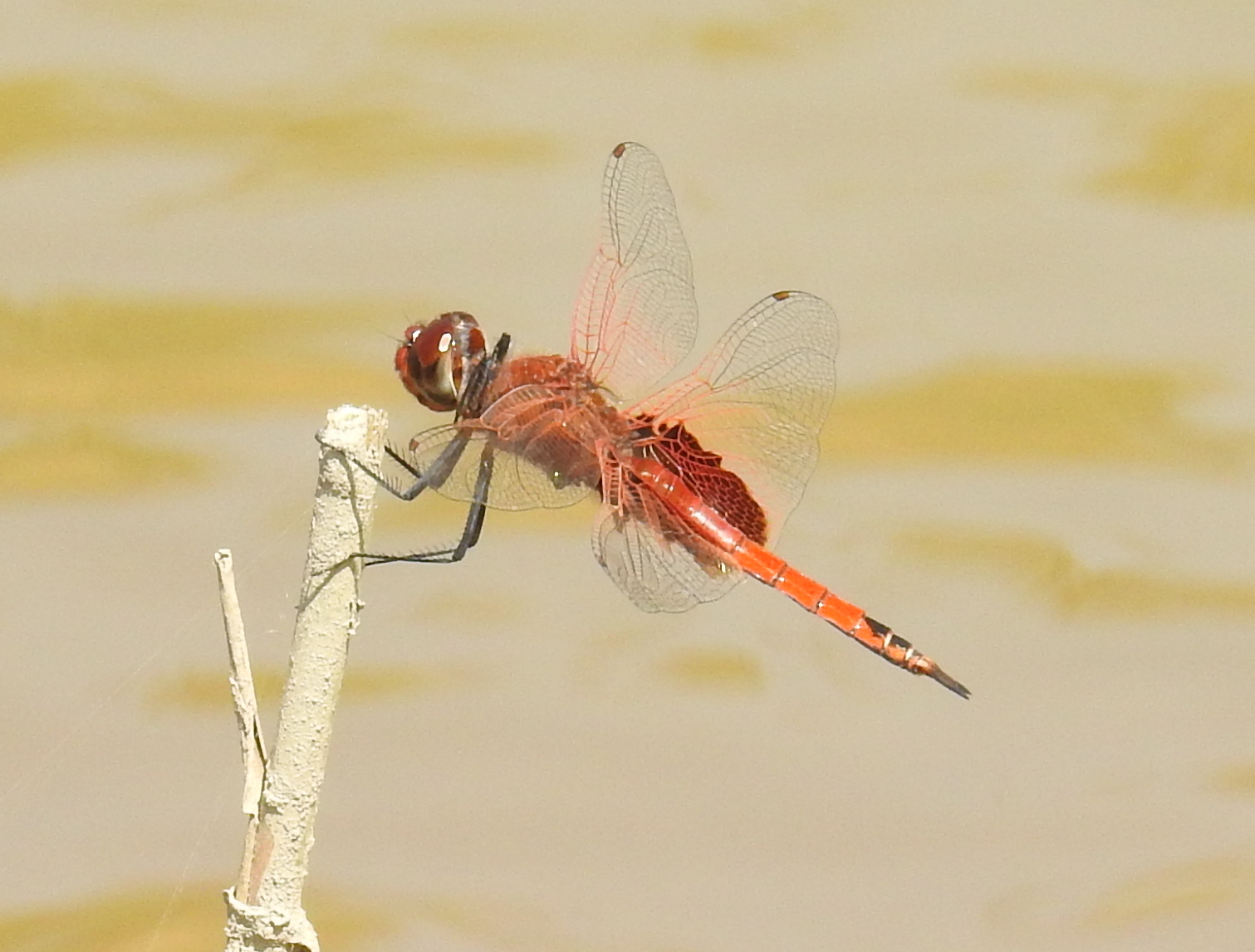 Dragonflies of Timor-Leste (East Timor) · iNaturalist Canada