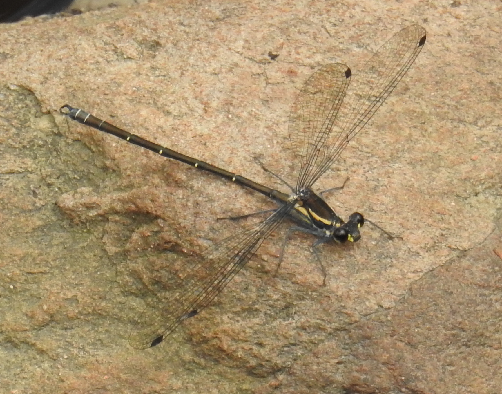 Dragonflies of Australia · iNaturalist