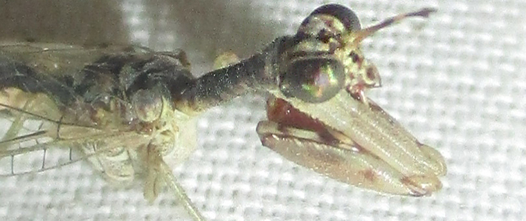 Mantidflies- Mantispidae of South Africa · iNaturalist