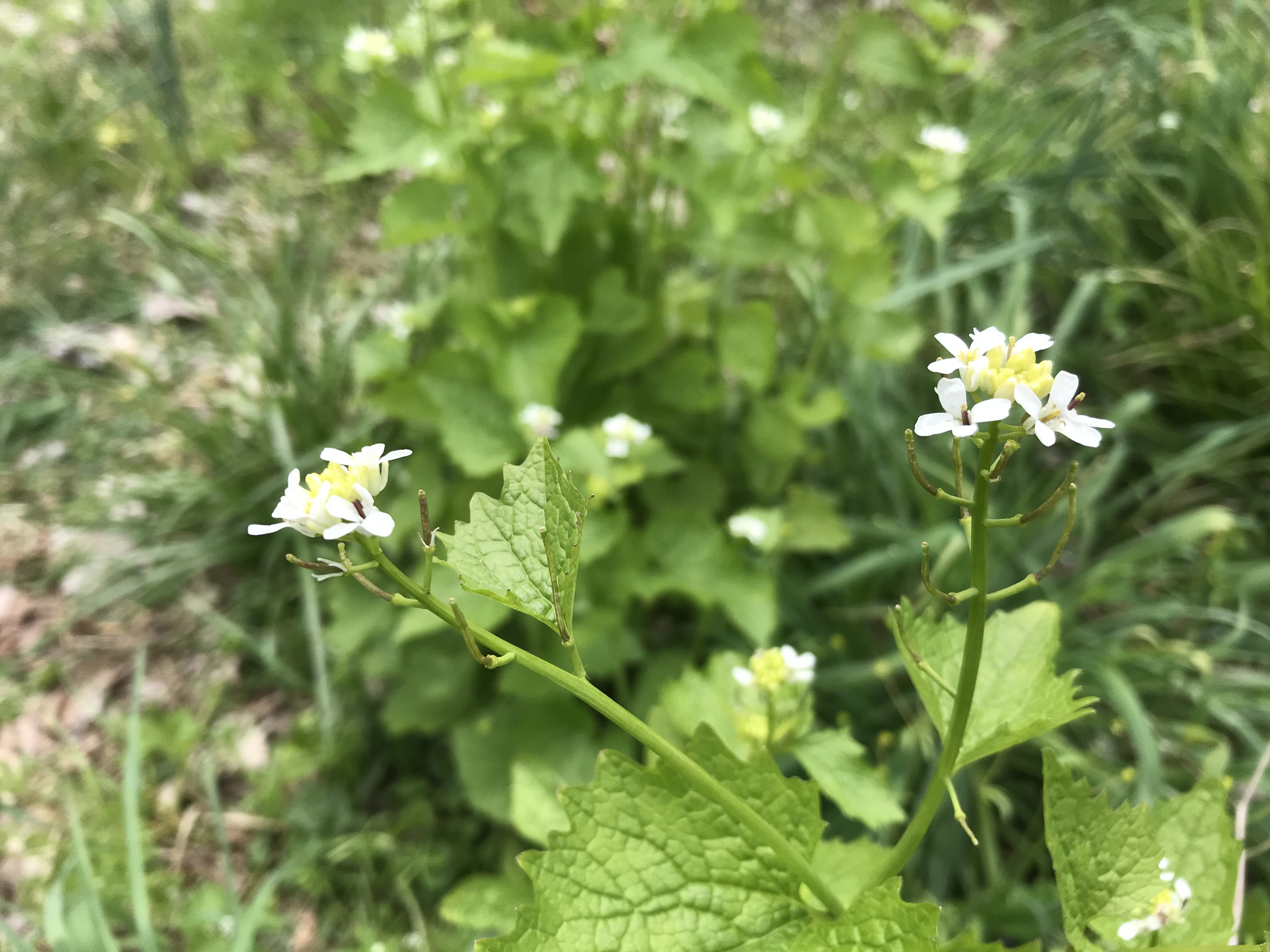 Central Ohio Partnership for Regional Invasive Species Management ...