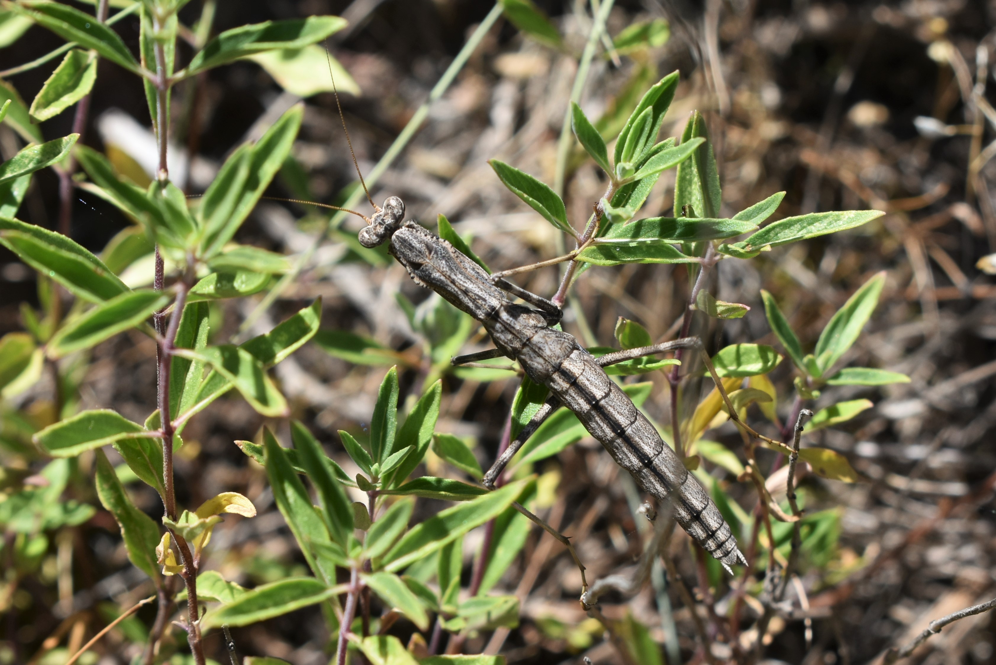 Red Data Book of Kazakhstan | Invertebrates · iNaturalist Canada