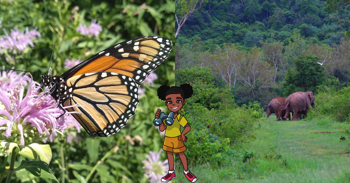 Midwest-Myanmar Nature Project · iNaturalist