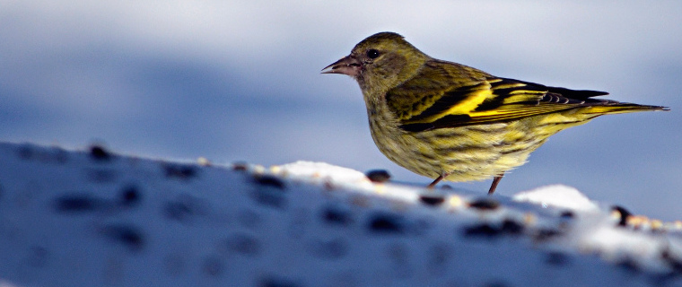 Birds of NB Canada year 2025 · NaturaLista Colombia