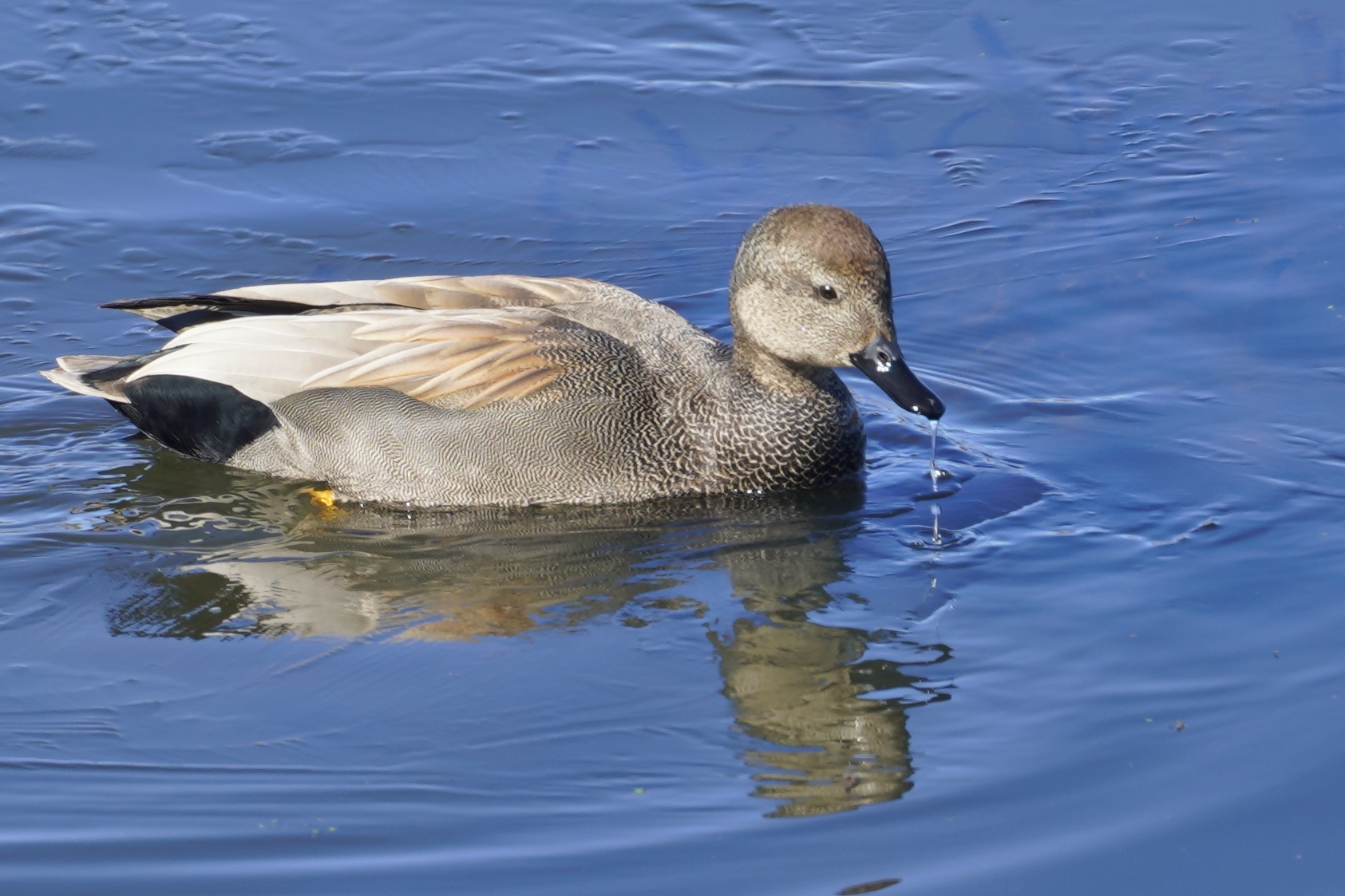 Biodiversity of Dutch Gap Conservation Area · iNaturalist United Kingdom