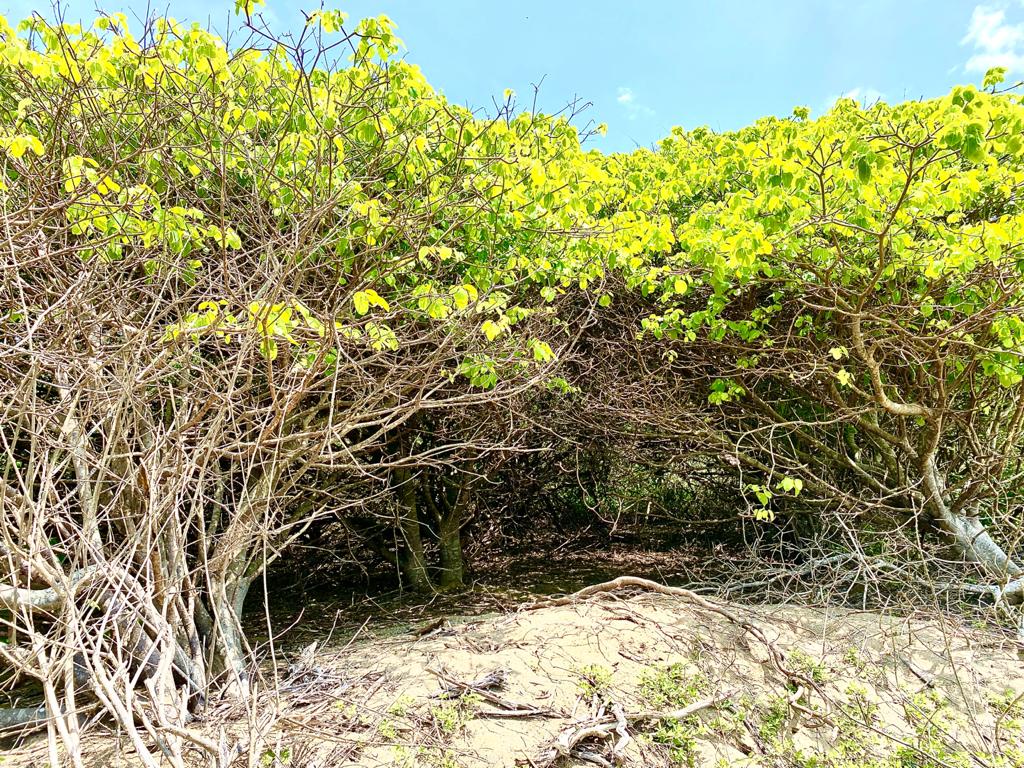Native Plants of the Dry Forest of Ecuador/Plantas Nativas del Bosque ...