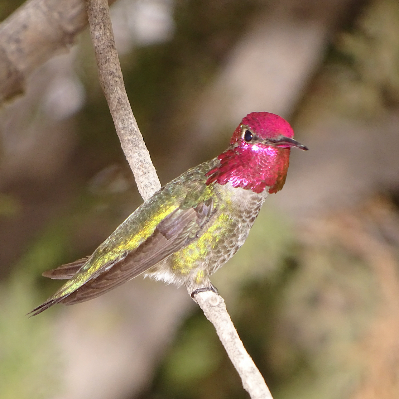 Reto Naturalista Urbano 2021 - Comarca Lagunera MX · iNaturalist Canada