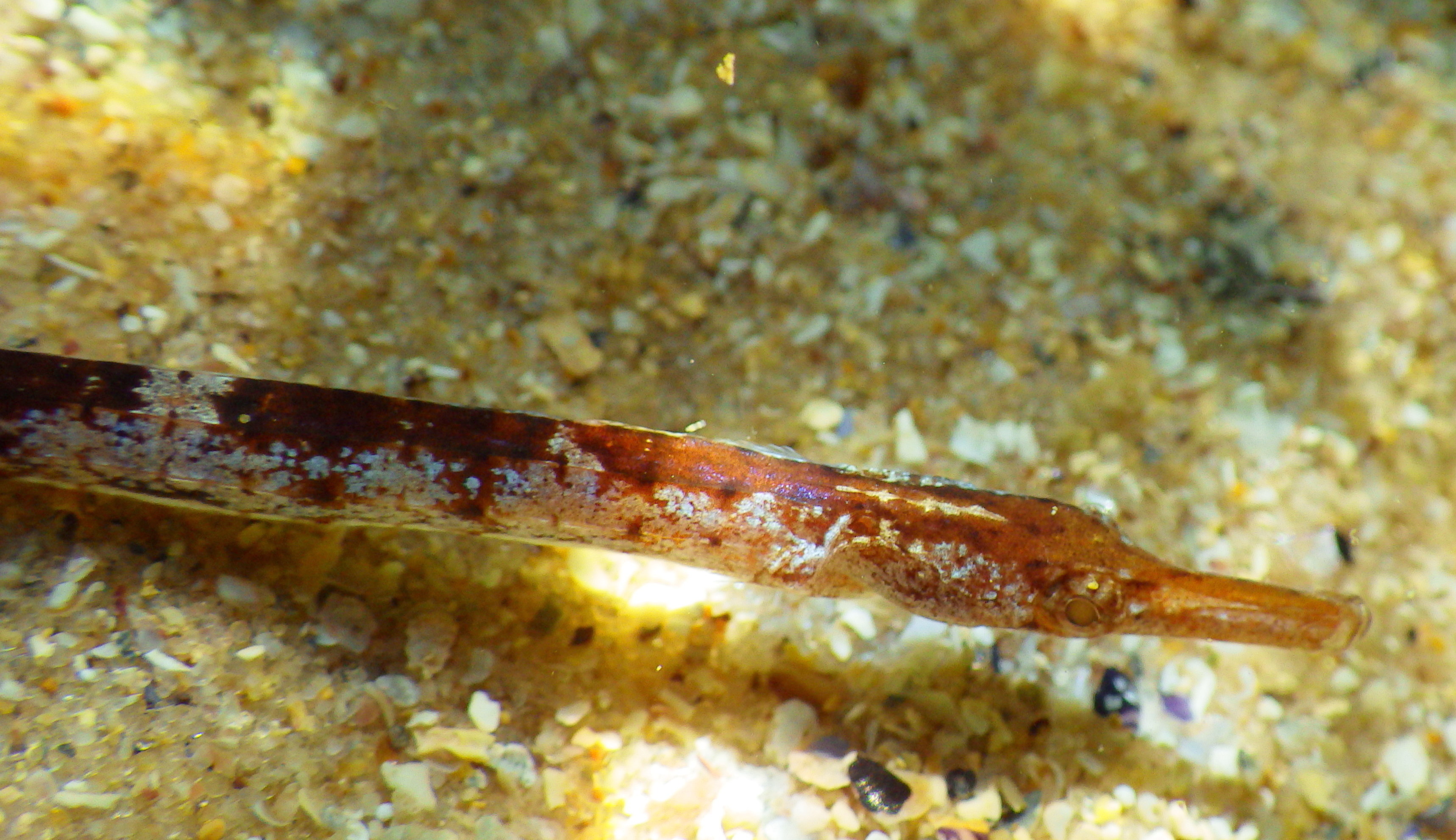 Pipefishes of Eastern Gulf St Vincent · iNaturalist