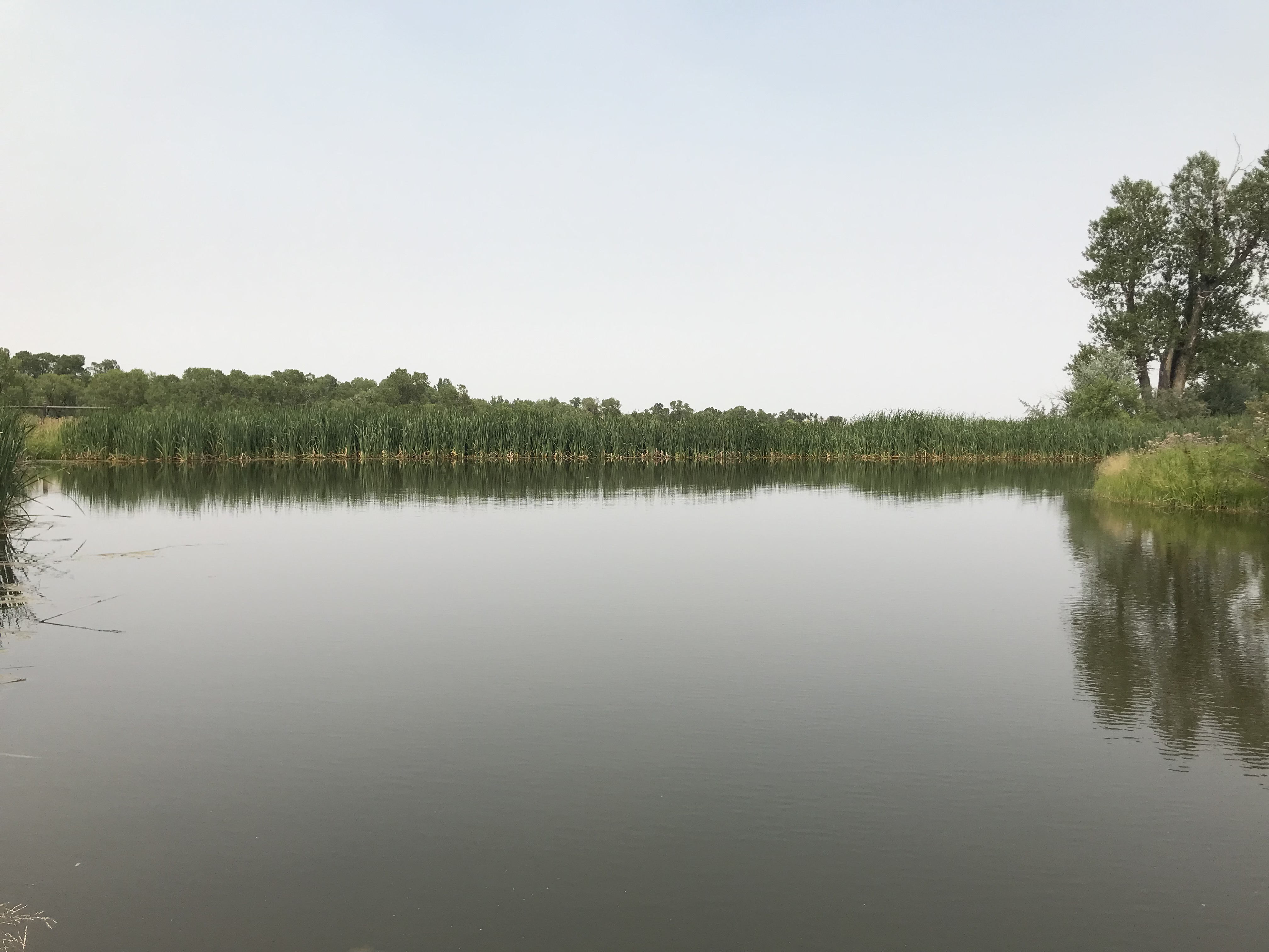 2021 Wyoming Statewide Bioblitz · iNaturalist